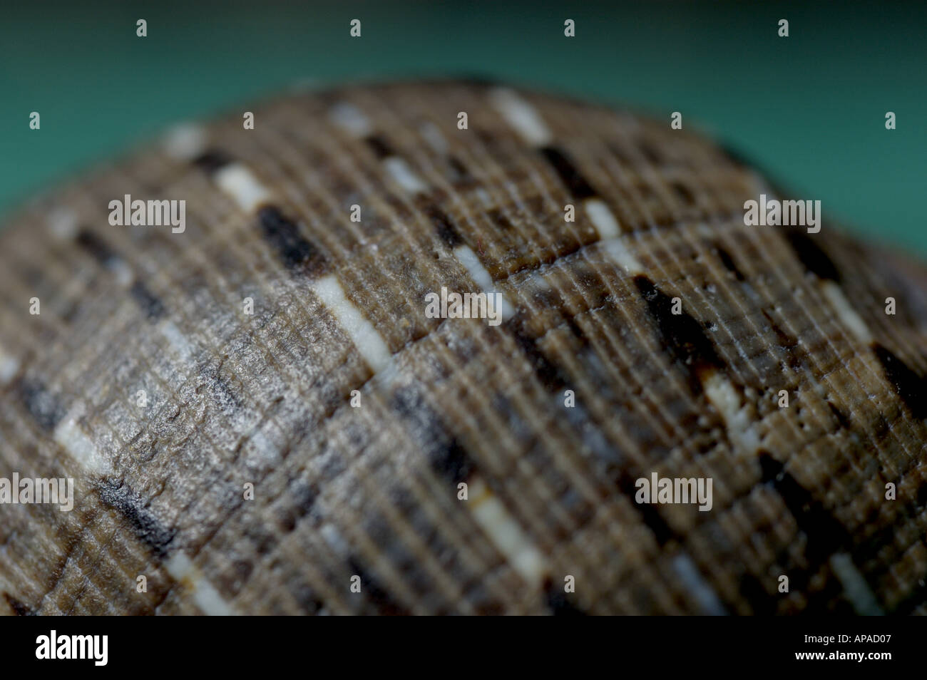 Shell curvature hi-res stock photography and images - Alamy