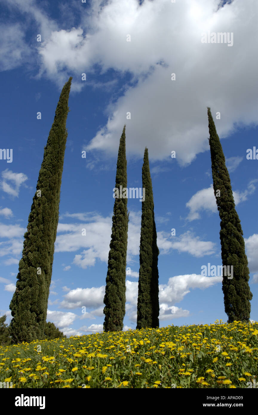 France french cypress trees hi-res stock photography and images - Alamy