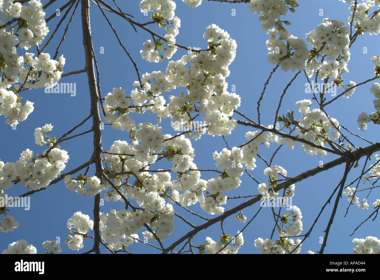 Cherry Blossoms welcome spring Nanaimo Vancouver Island British ...