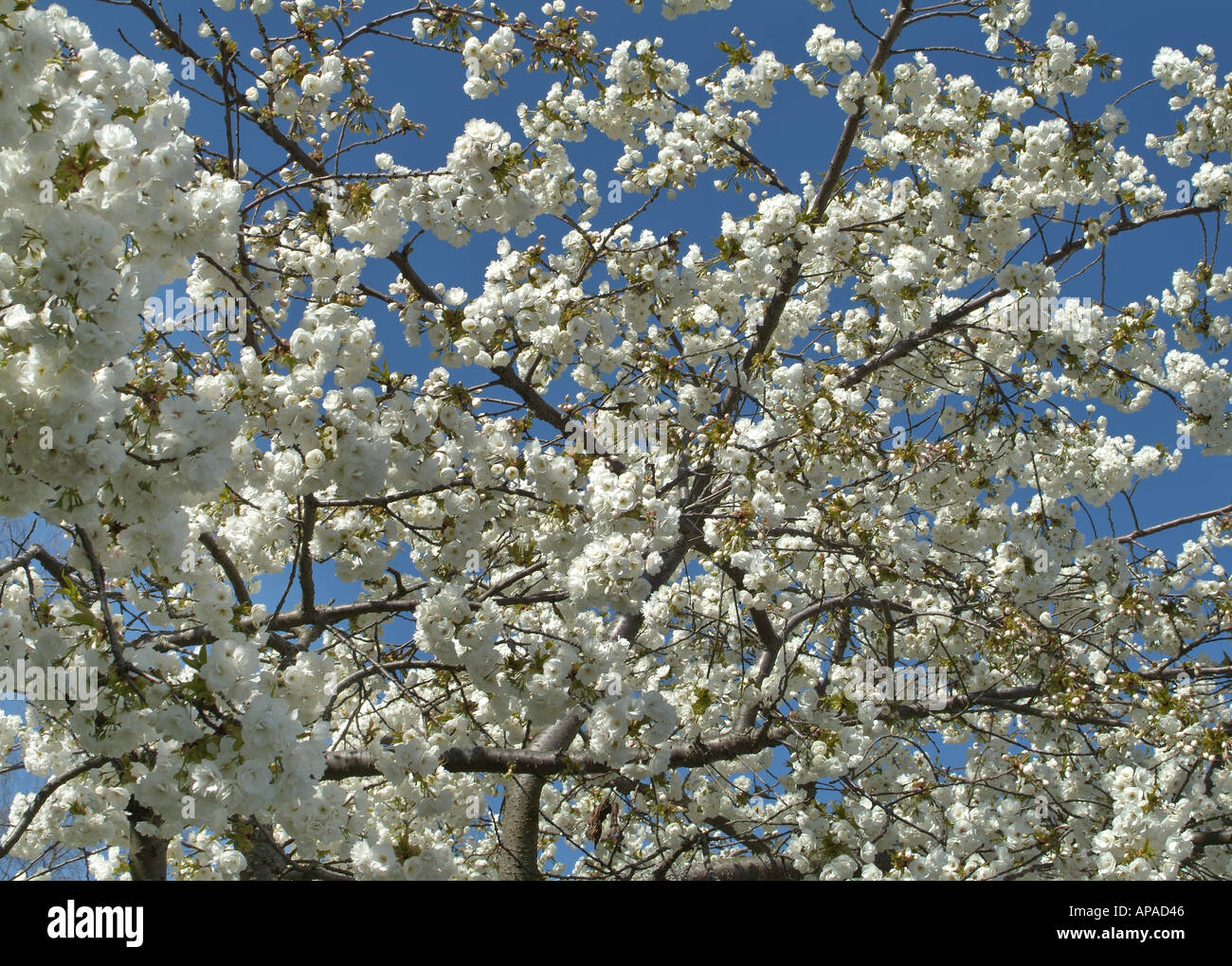 British most spectacular cherry blossom hi-res stock photography and ...