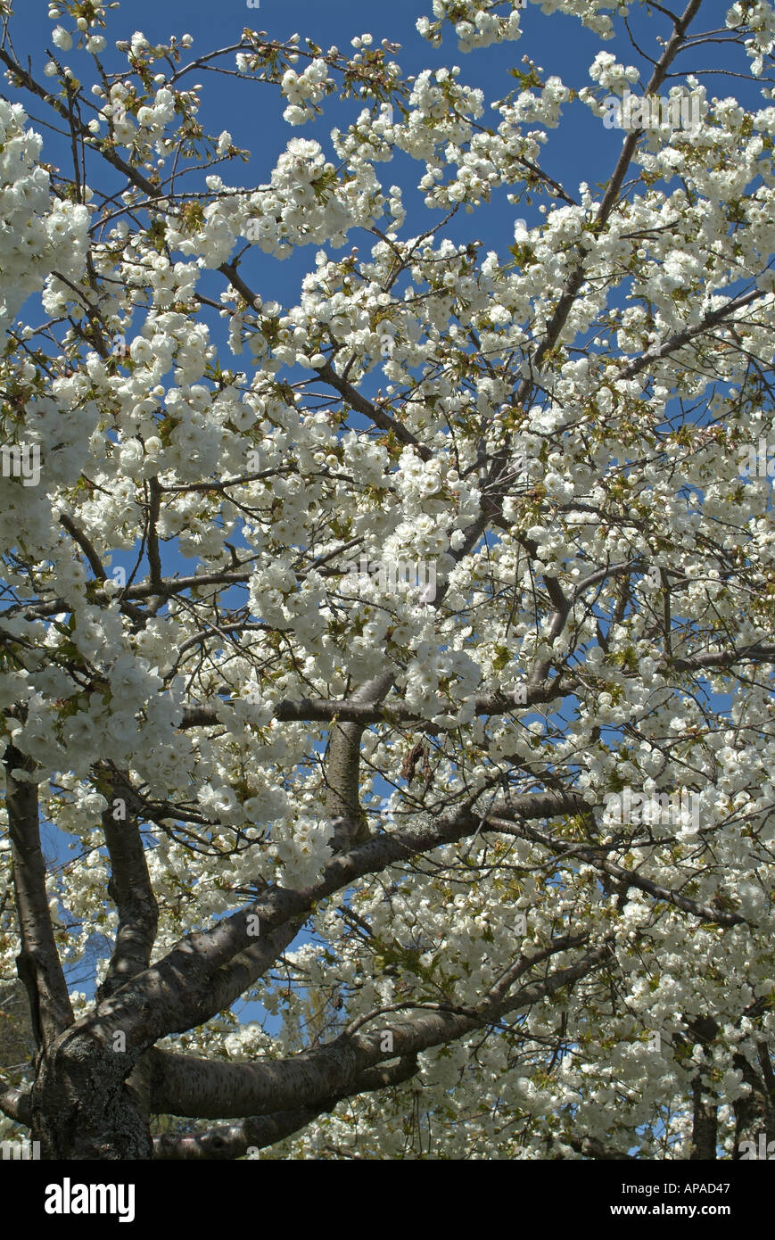 British most spectacular cherry blossom hi-res stock photography and ...