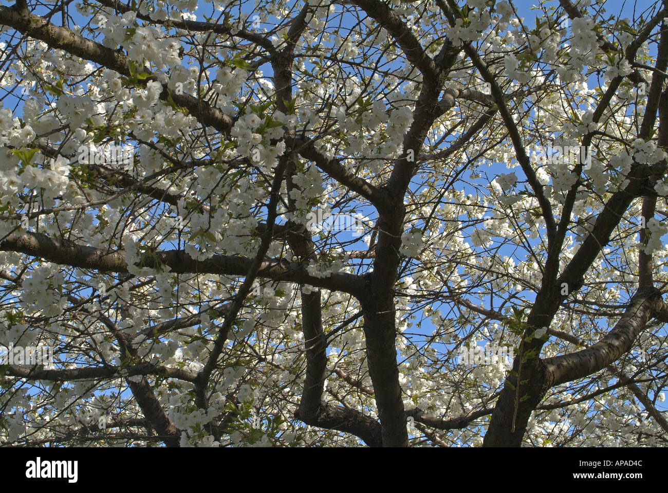 Cherry Blossoms welcome spring Nanaimo Vancouver Island British ...