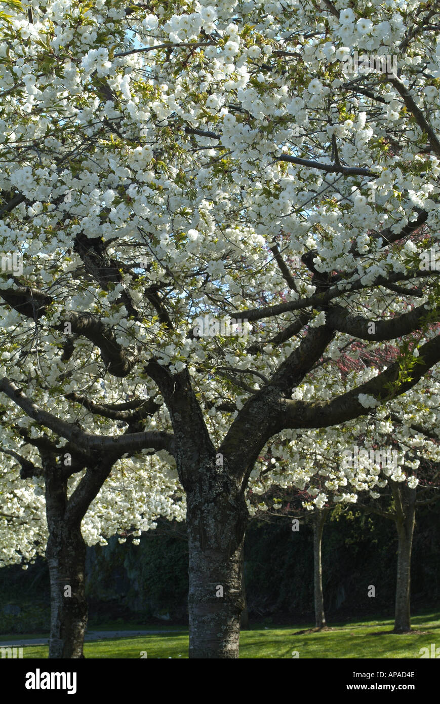 Cherry Blossoms welcome spring Nanaimo Vancouver Island British ...