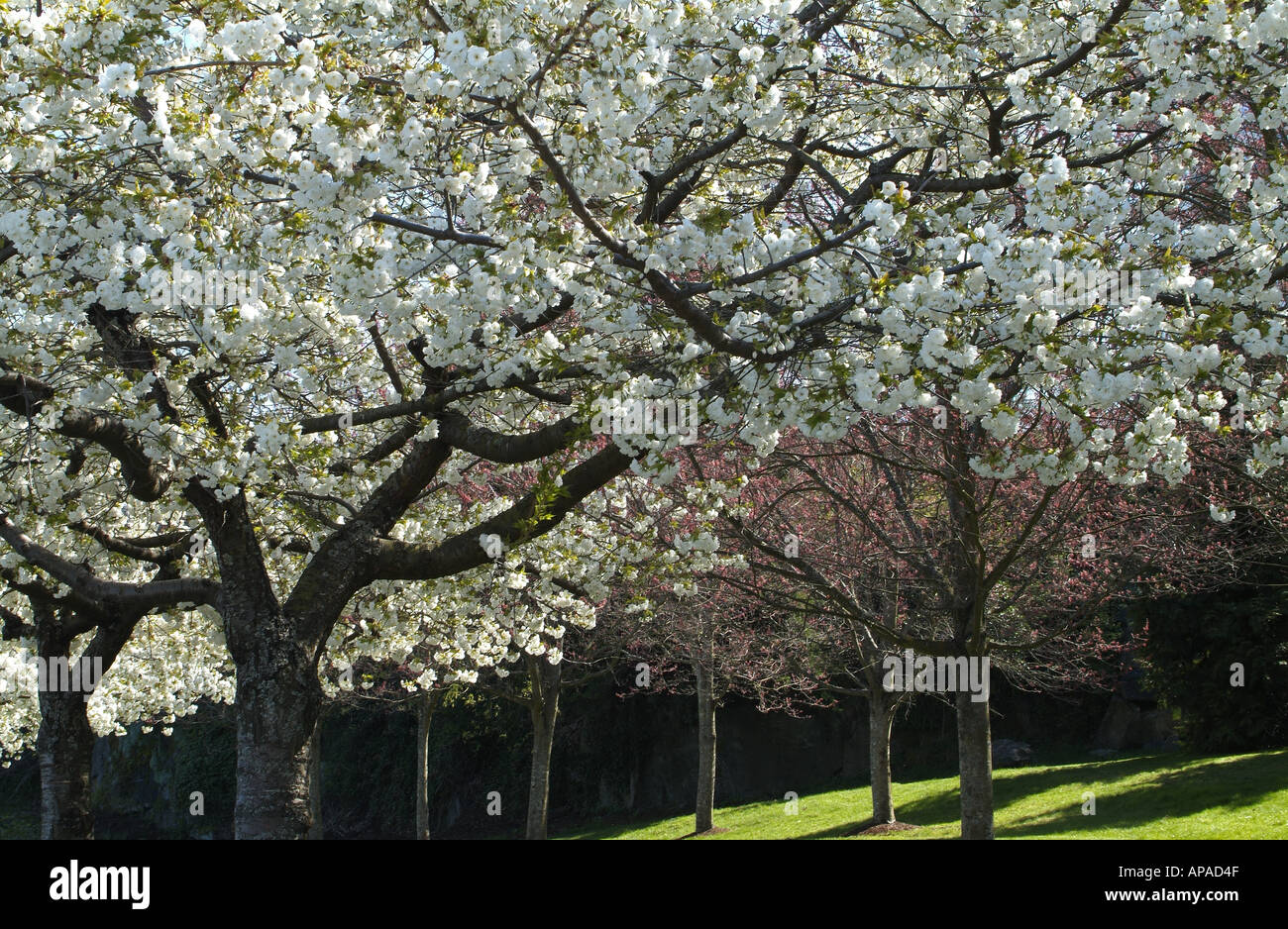 British most spectacular cherry blossom hi-res stock photography and ...
