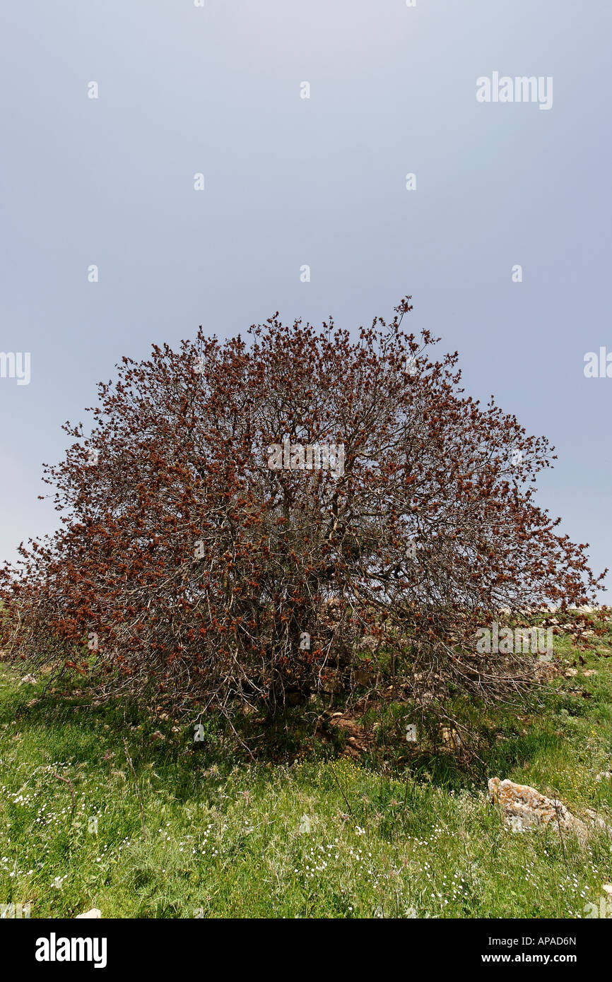 Israel the Upper Galilee Terebinth tree Pistacia Palaestina on Mount ...
