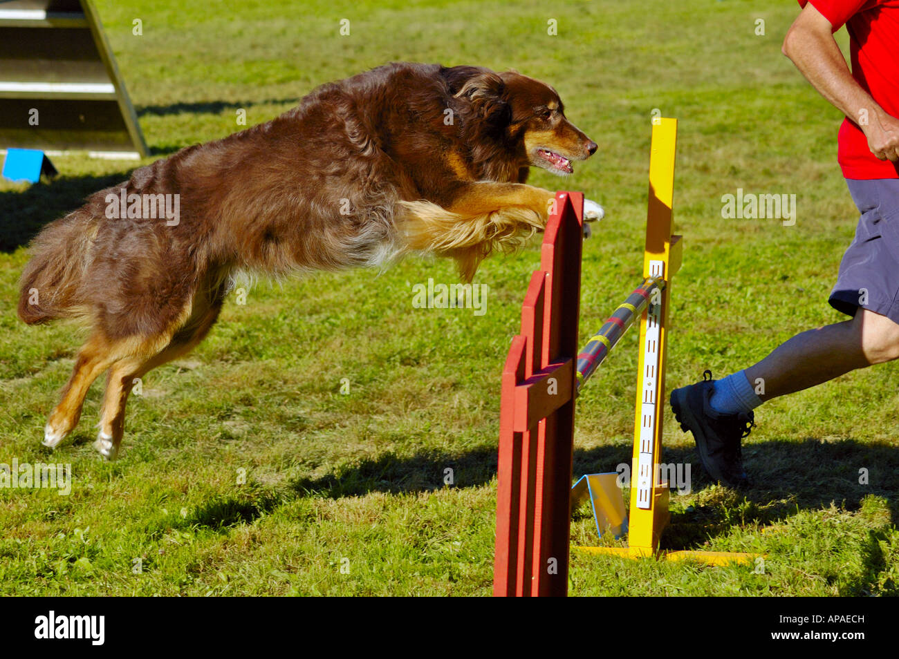 A dog competing in agility trials, jumping over an obstacle, its owner ...