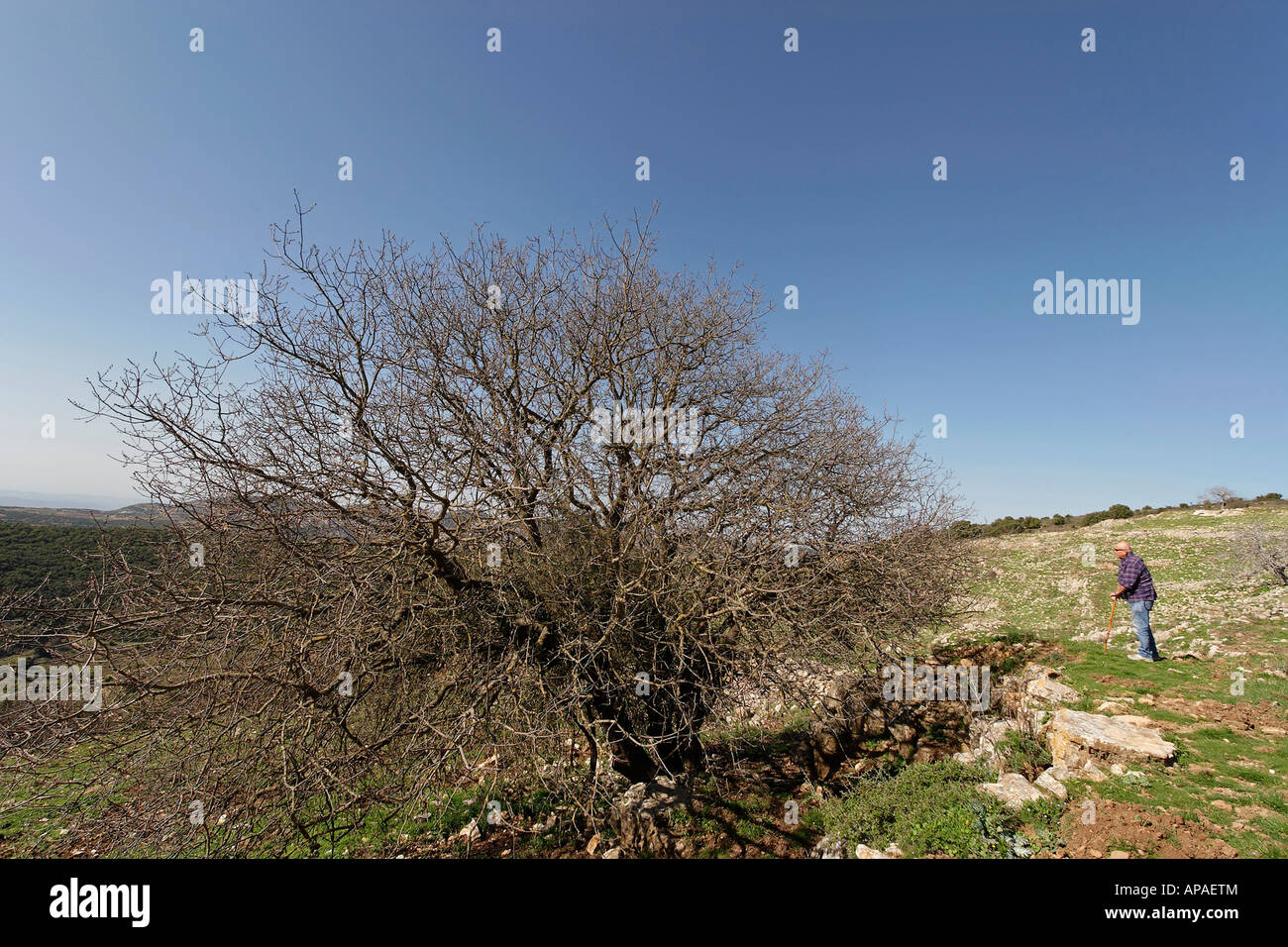 Terebinth tree hi-res stock photography and images - Alamy