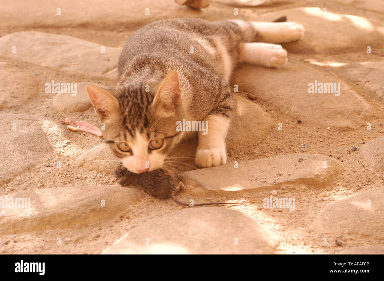 Cat and mouse games hi-res stock photography and images - Alamy