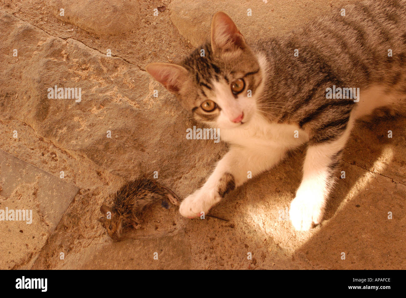 Cat playing with mouse Stock Photo - Alamy