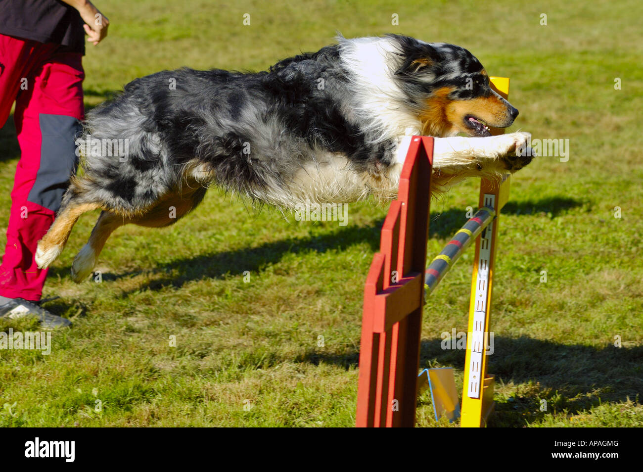 A dog competing in agility trials, jumping over an obstacle, its owner ...