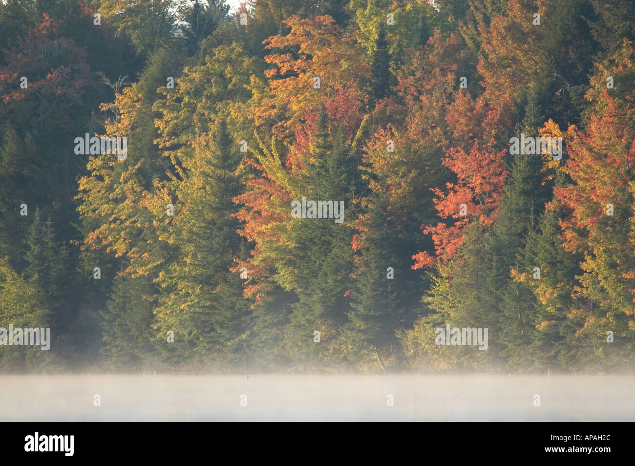 The northern mixed forest in mid autumn as colours are turning and mist ...