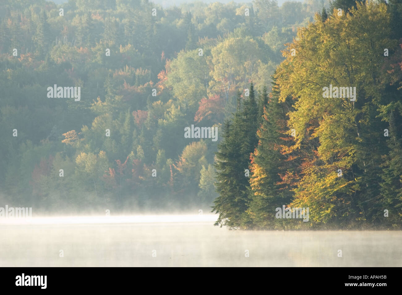 The northern mixed forest in mid autumn as colours are turning and mist ...