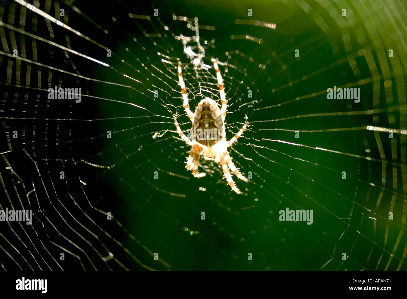 Spider in web Stock Photo - Alamy