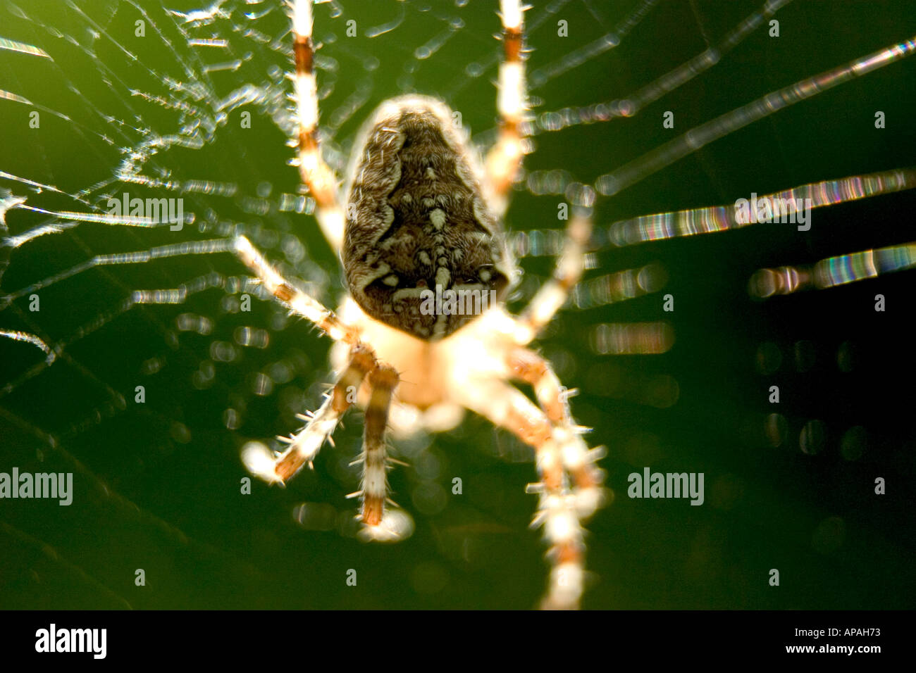 Spider in web Stock Photo - Alamy