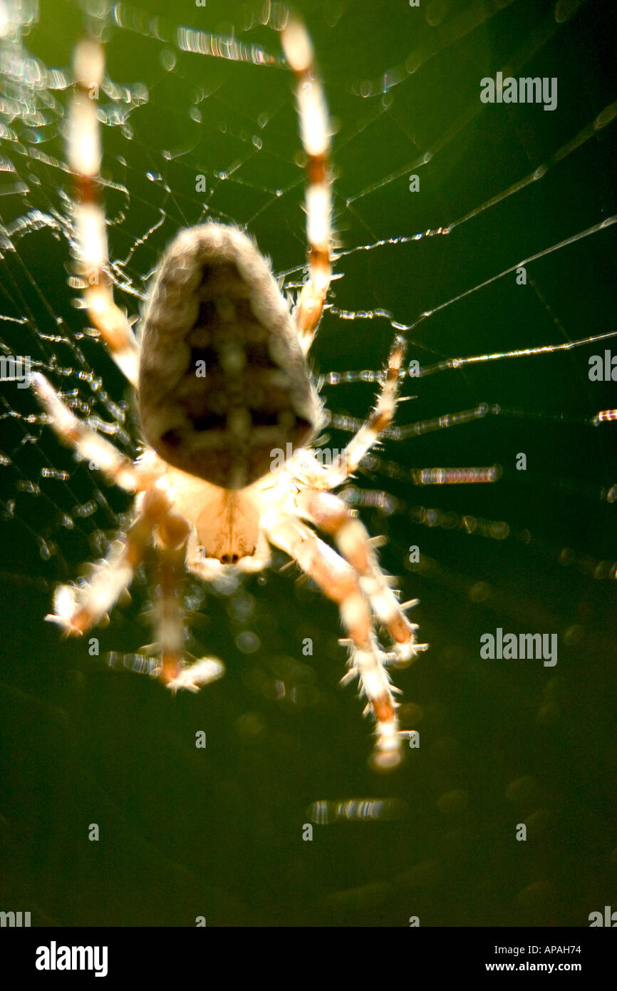 Spider in web Stock Photo - Alamy