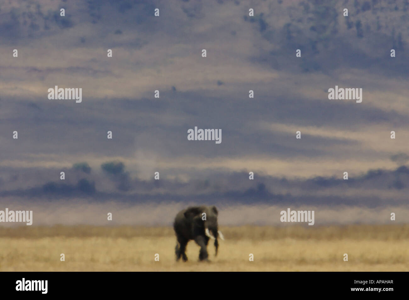 African elephant male heat hi-res stock photography and images - Alamy