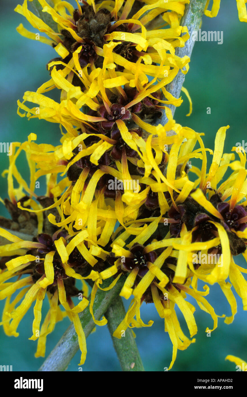 Hamamelis mollis yellow flowers hi-res stock photography and images - Alamy