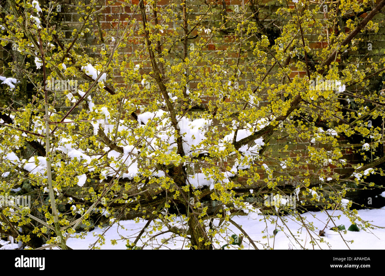 Cornus Mas, Snow Stock Photo - Alamy
