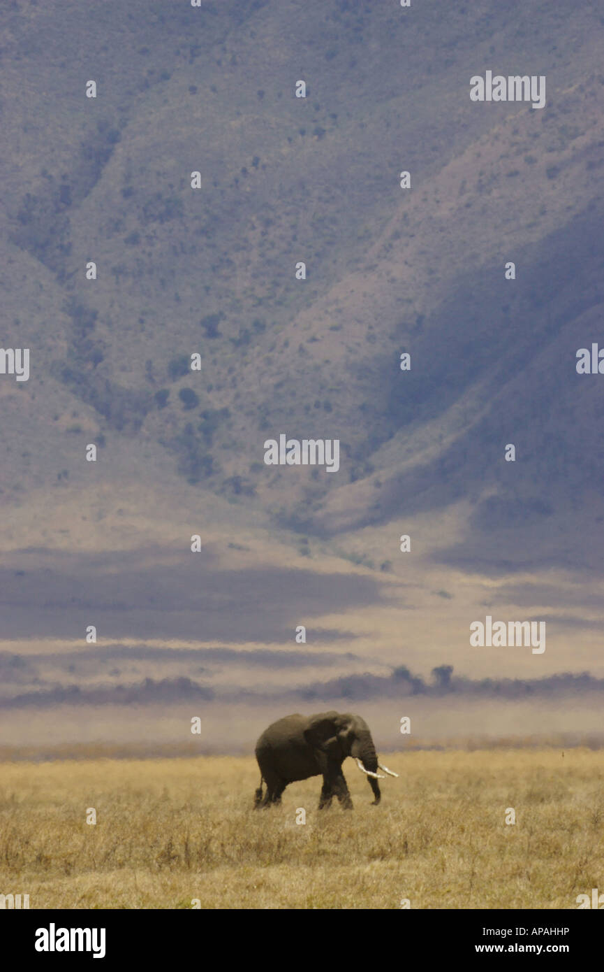 African elephant male heat hi-res stock photography and images - Alamy