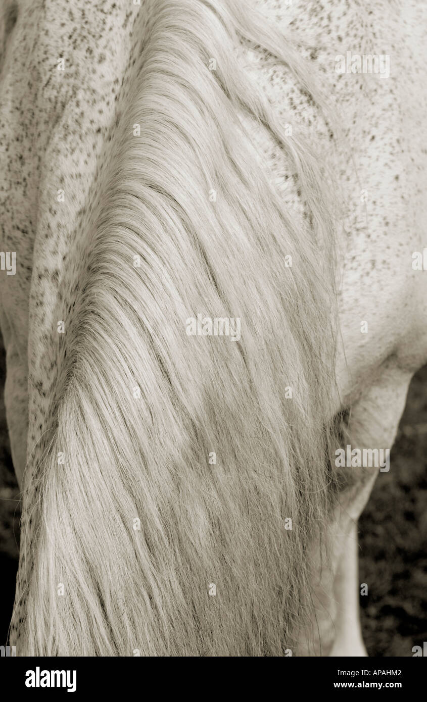 Sleek horses hi-res stock photography and images - Alamy