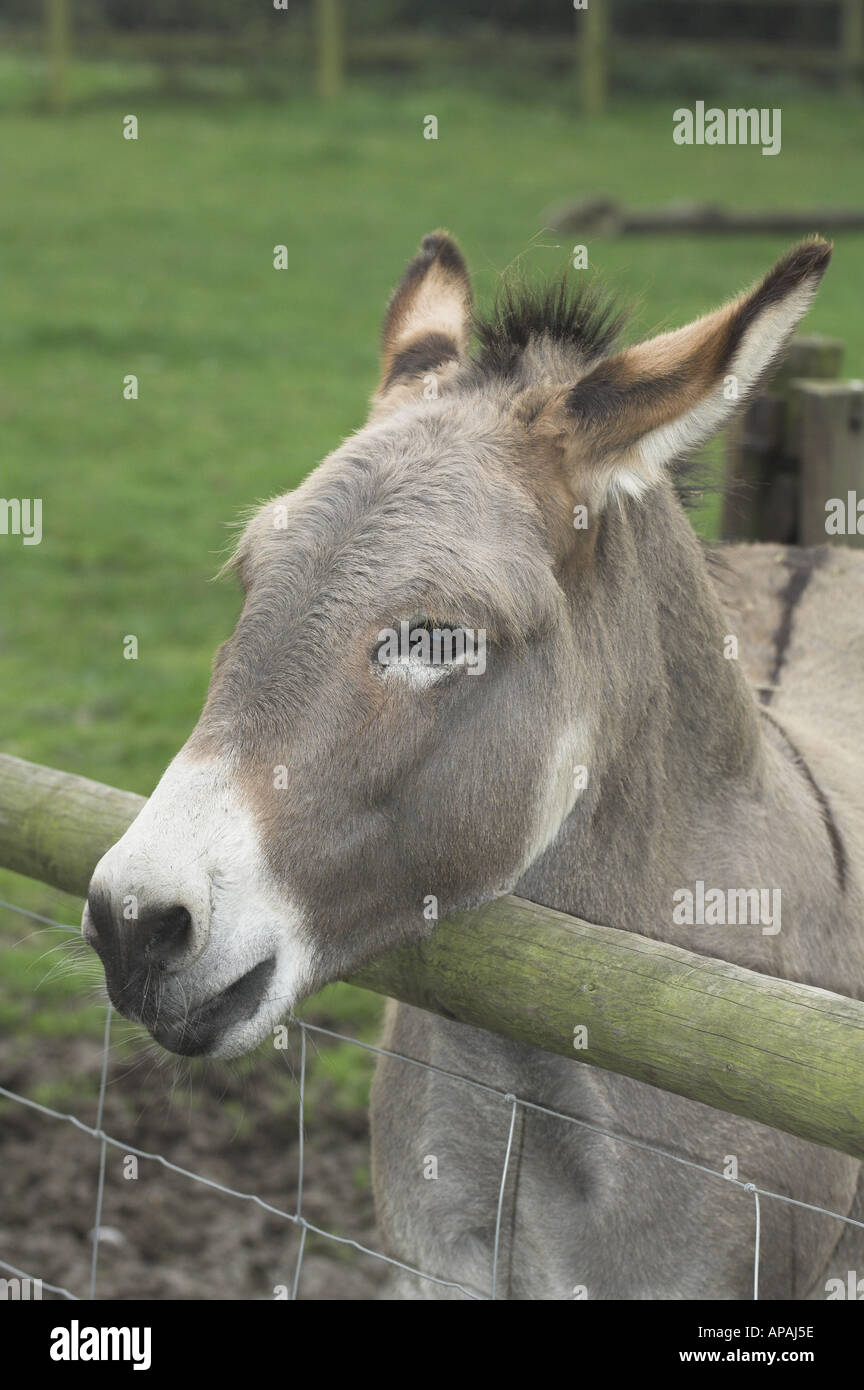 Domestic Donkey looking over fence in farmyard Norfolk UK Stock Photo ...