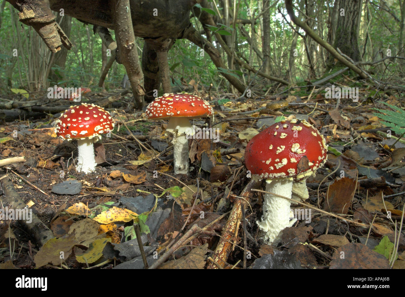 Fungi Fly Agaric in birch Scrub Autumn Norfolk UK Stock Photo - Alamy