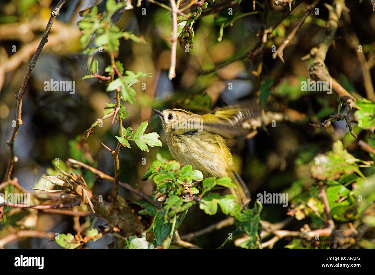 Regulus regulus october hi-res stock photography and images - Alamy