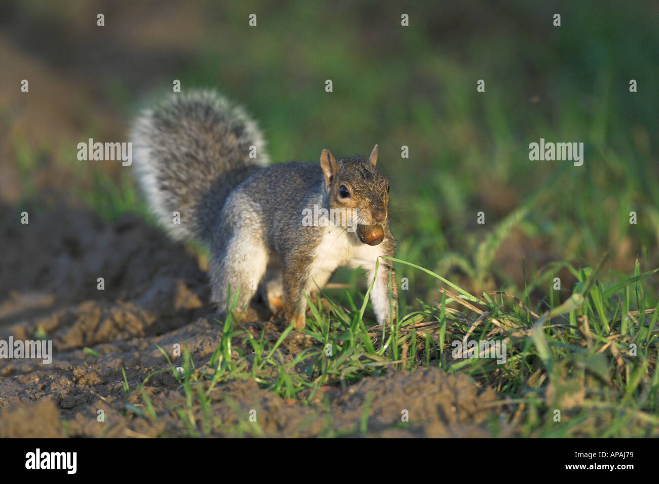 Squirrel burying nuts hi-res stock photography and images - Alamy