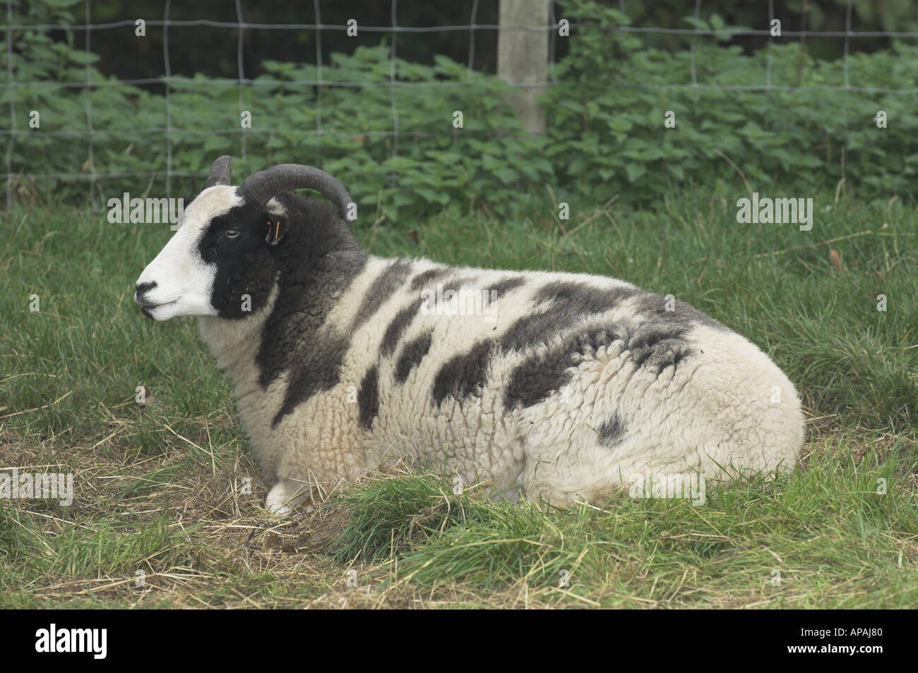 Sitting sheep hi-res stock photography and images - Alamy