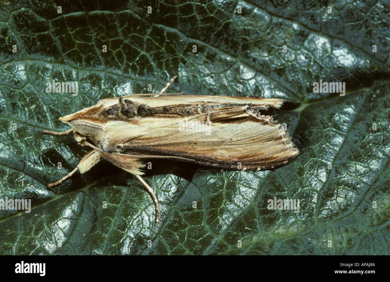 Mullein moths hi-res stock photography and images - Alamy