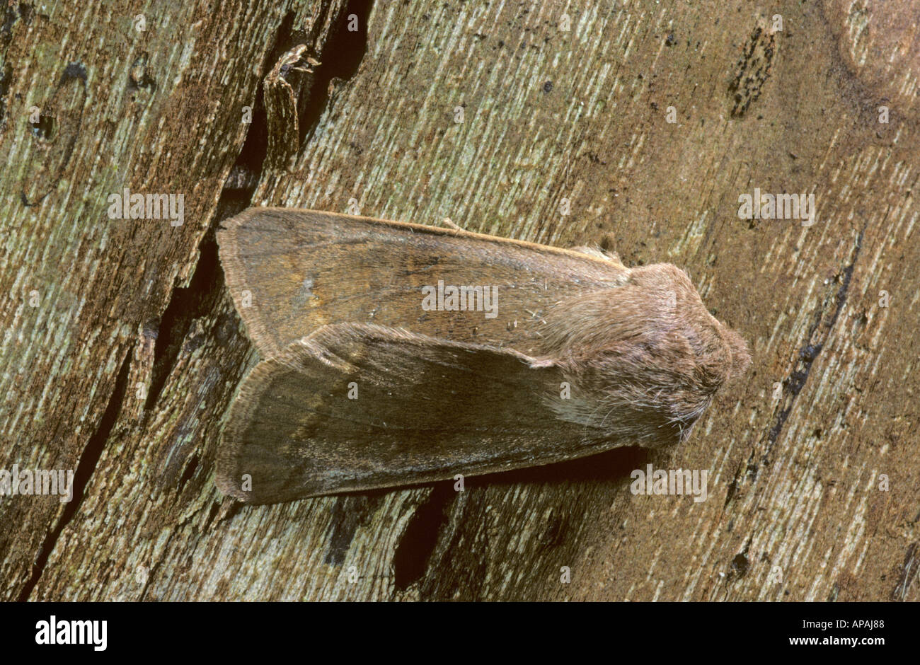 Moth Northern Drab orthosia opima Stock Photo - Alamy