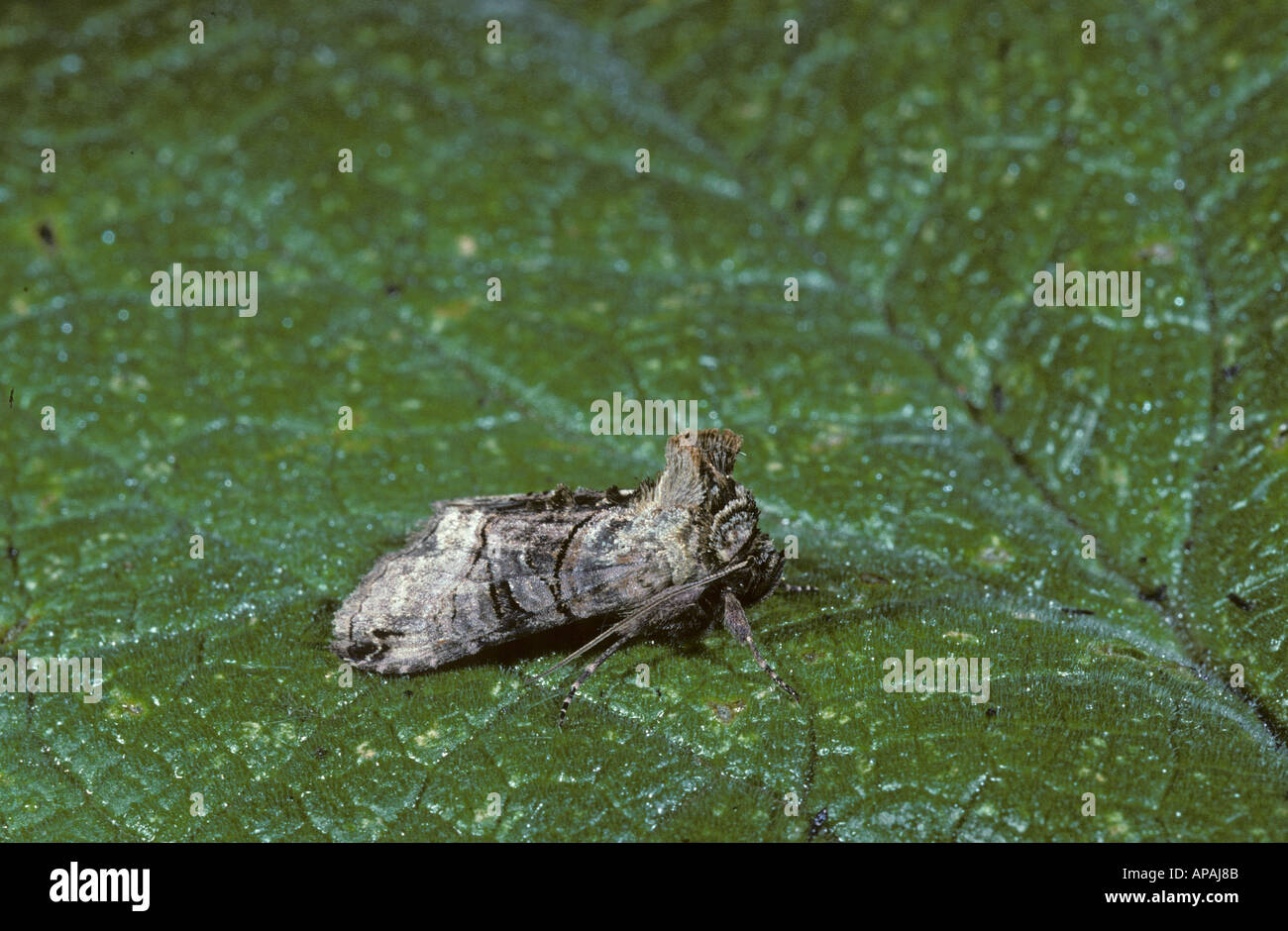 Moth The Spectacle abrostola tripartita at rest on leaf UK Stock Photo ...