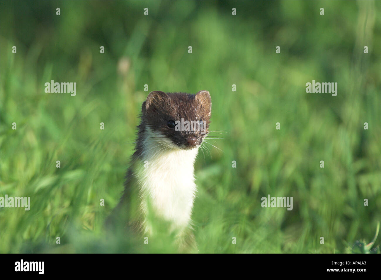 Stoat hunting uk hi-res stock photography and images - Alamy