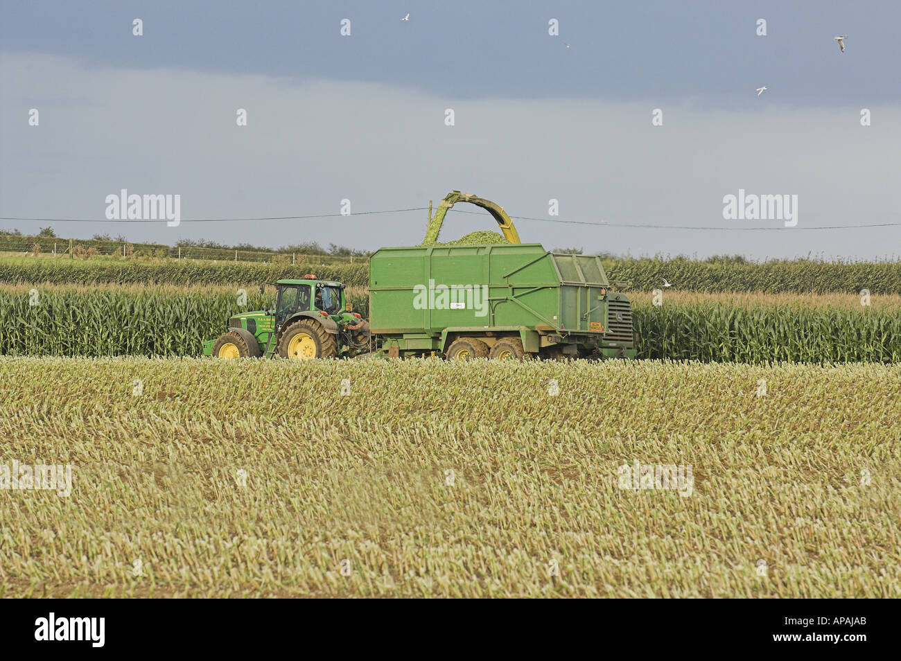 Forage harvesting of maize late summer Norfolk UK Stock Photo - Alamy