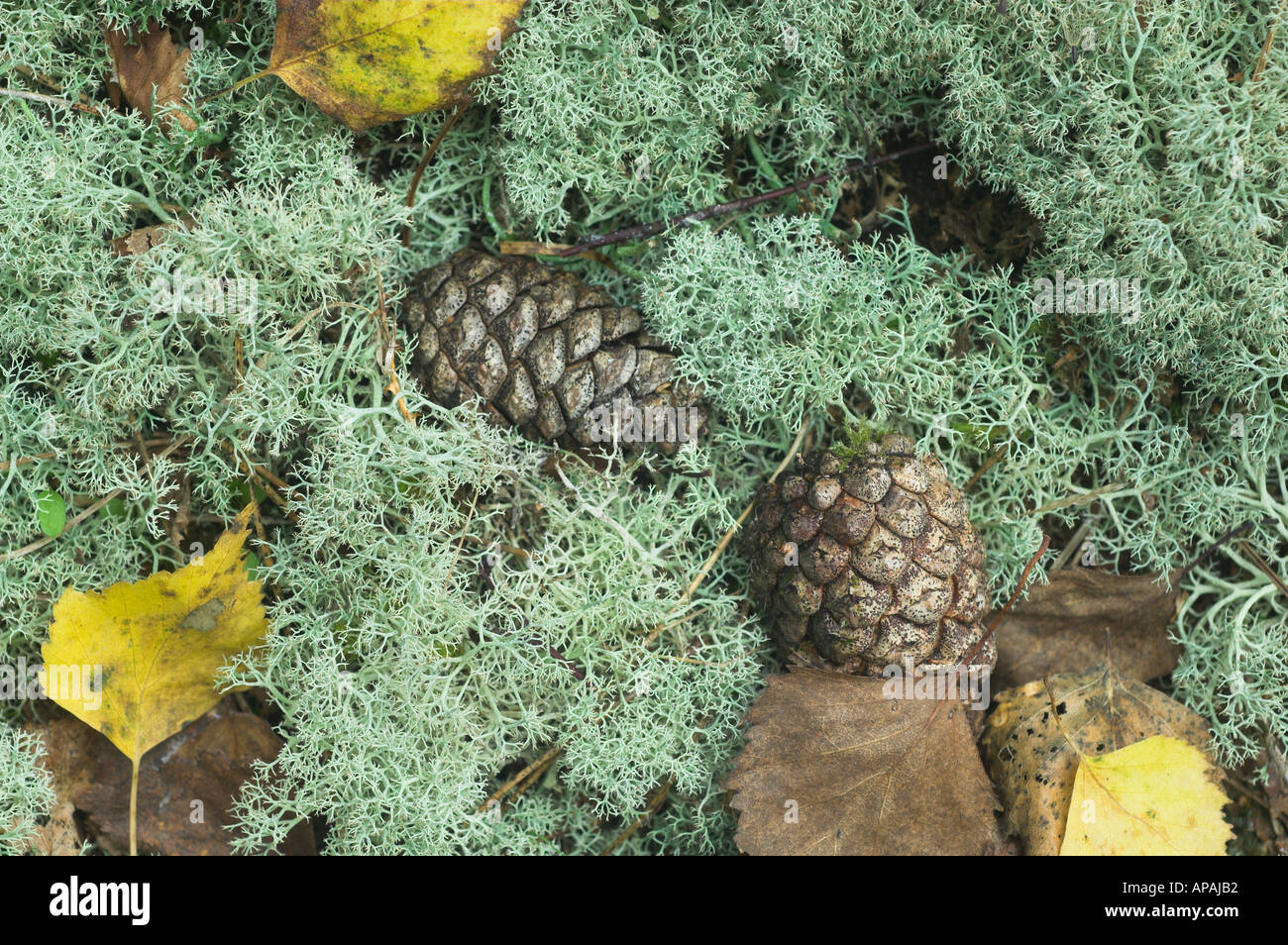 Fire cones on woodland floor with lichen and fallen beech leaves ...