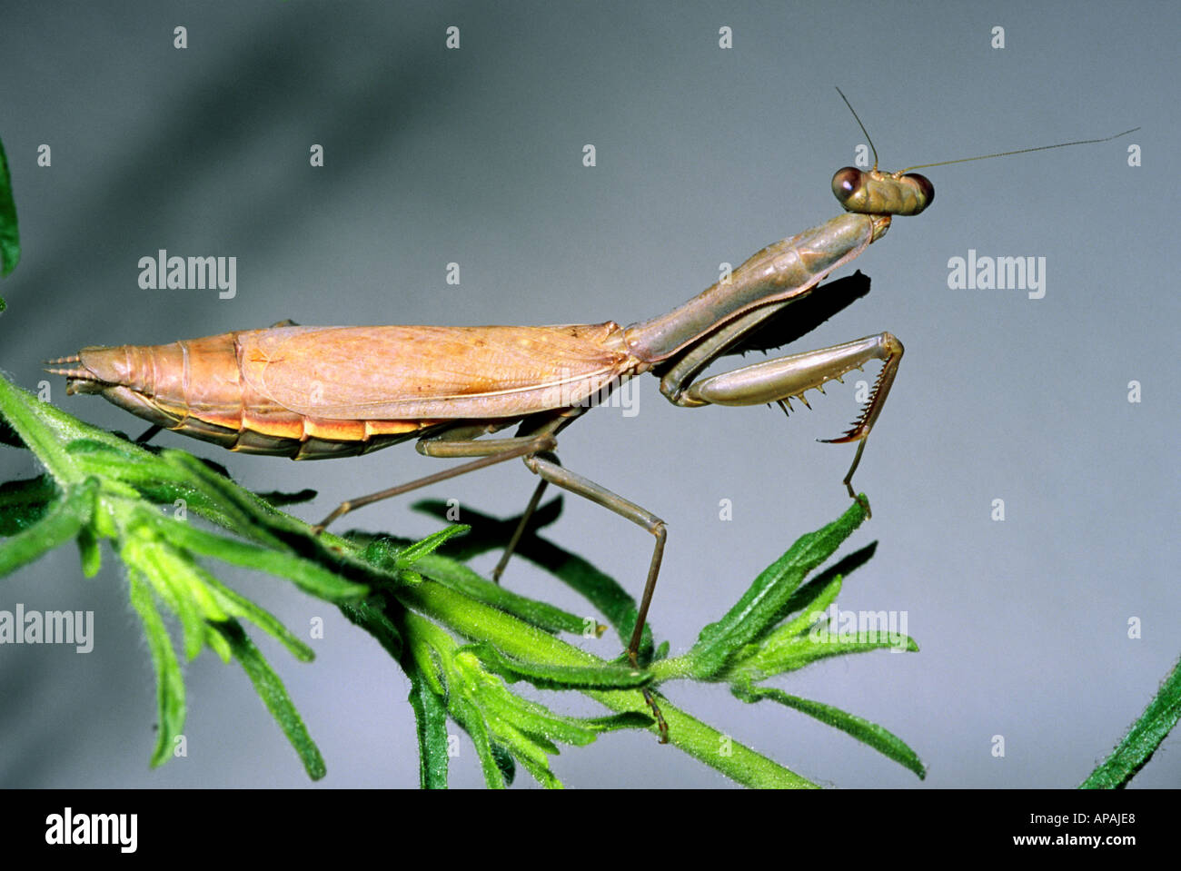 Fore limb hi-res stock photography and images - Alamy