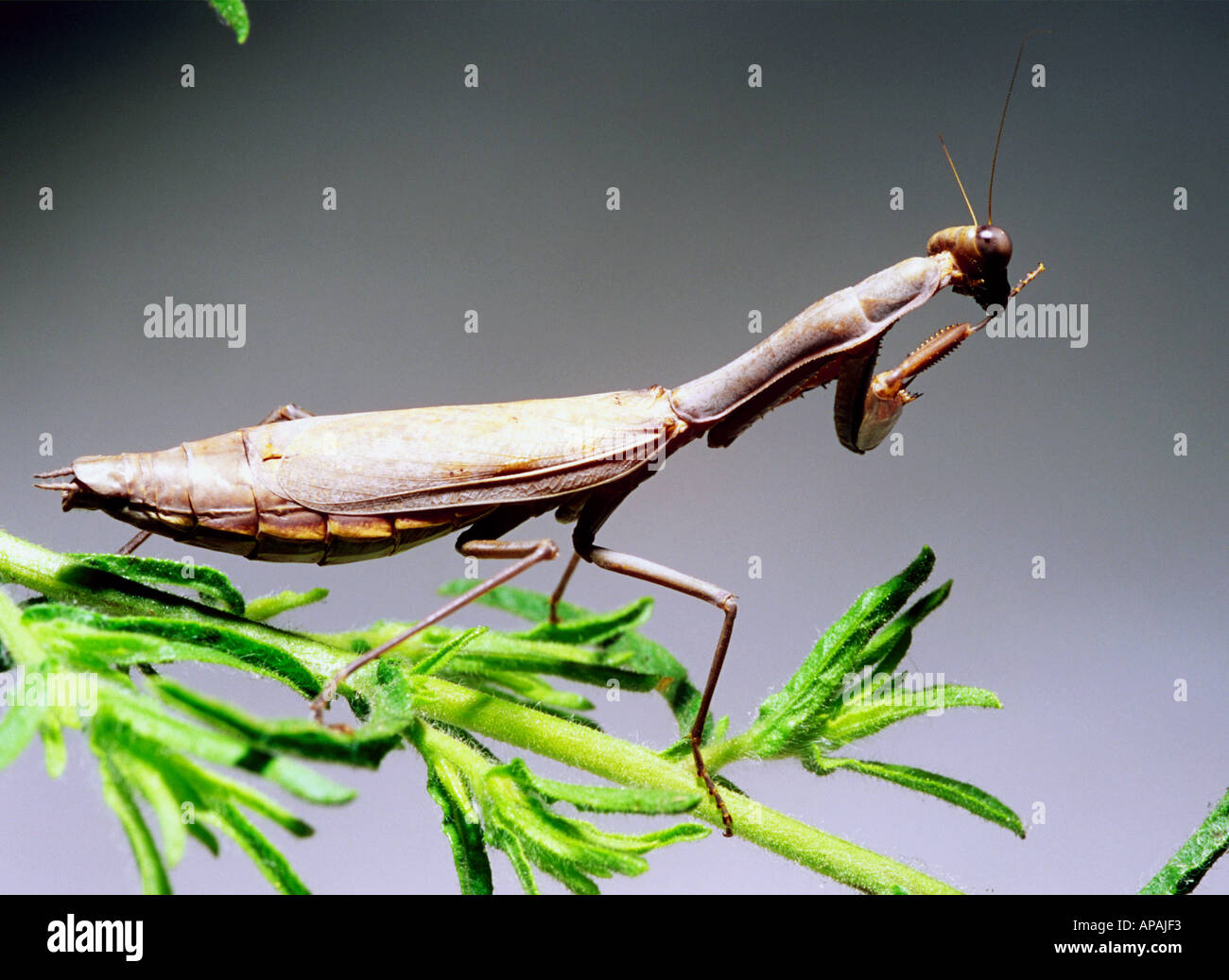 Praying mantis grotesque compound eyes antennae wing cases hi-res stock ...