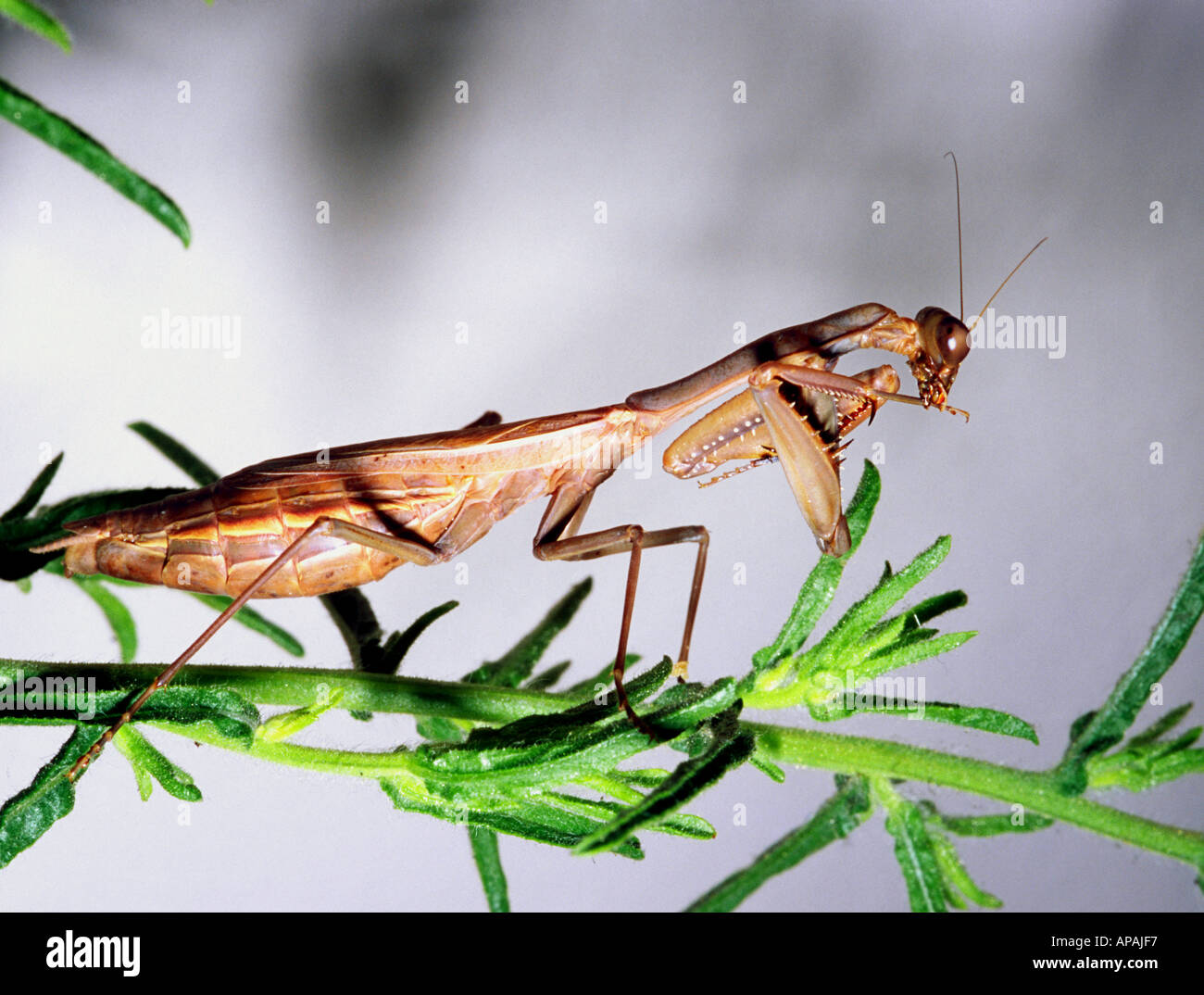 Praying mantis grotesque compound eyes antennae wing cases hi-res stock ...