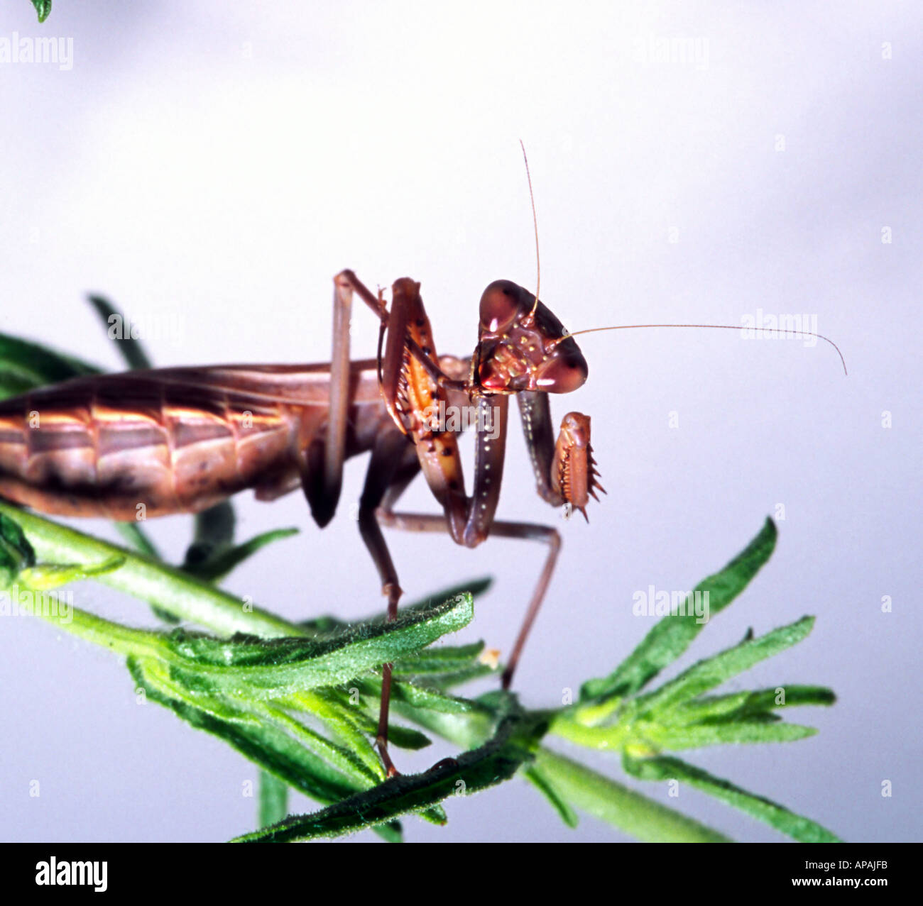 Praying mantis grotesque compound eyes antennae wing cases hi-res stock ...
