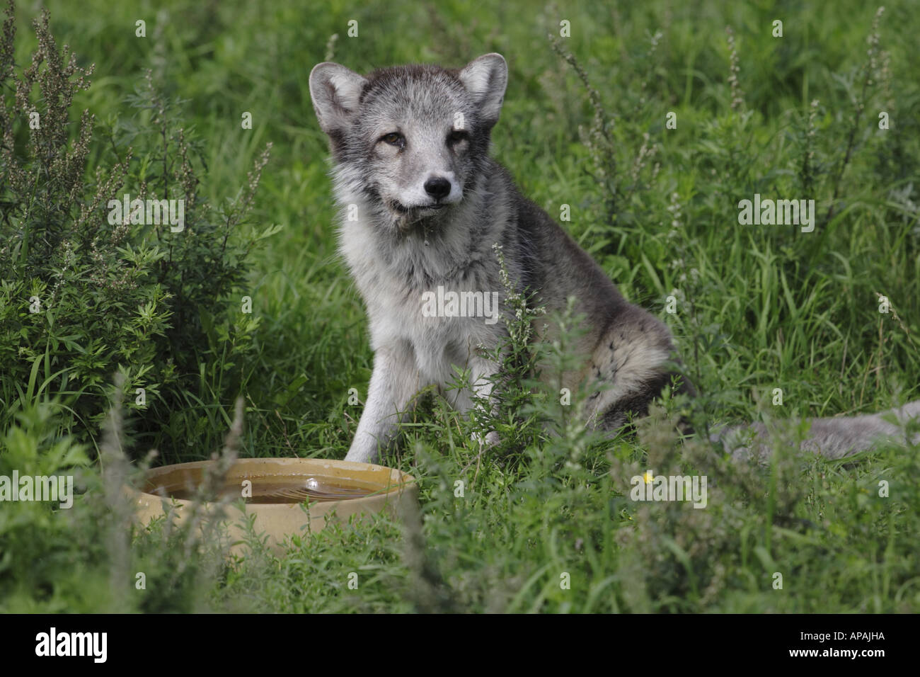 Small arctic fox Alopex lagopus with food bowl Stock Photo - Alamy