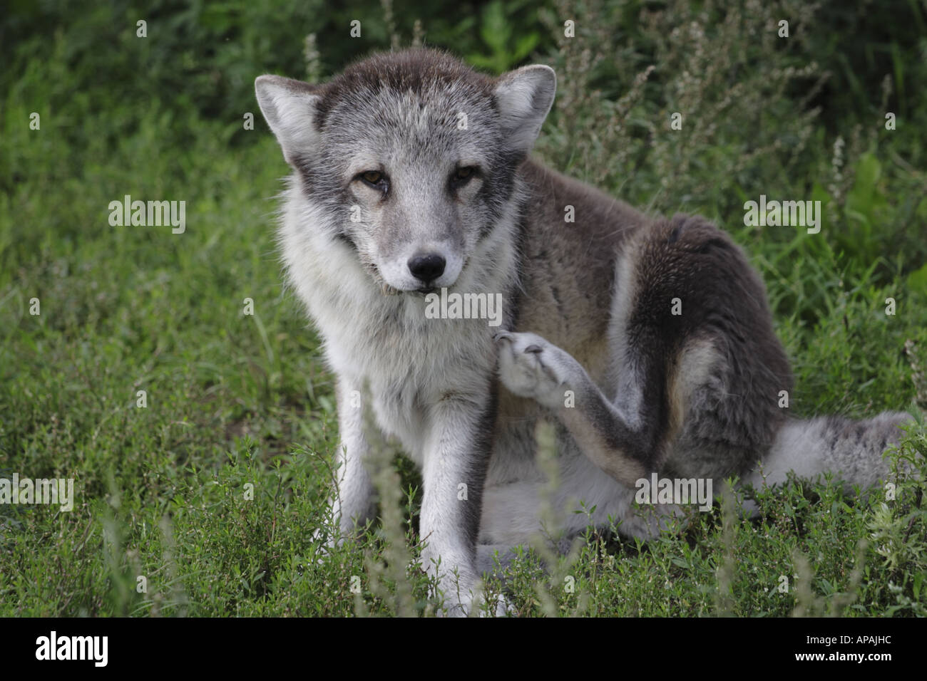 Small arctic fox Alopex lagopus scratching itslef Stock Photo - Alamy