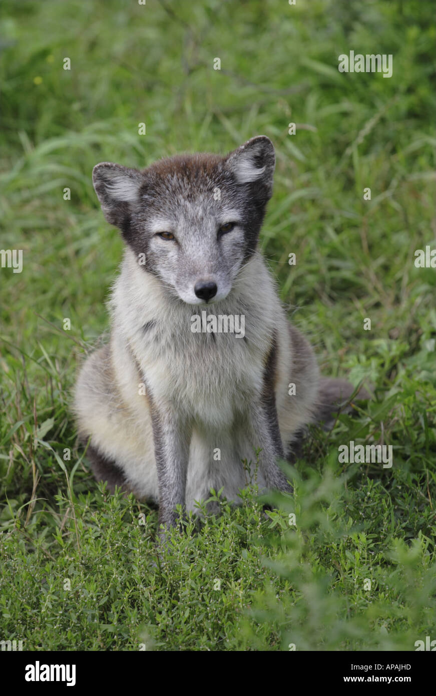 Small arctic fox Alopex lagopus watching in the grass Stock Photo - Alamy