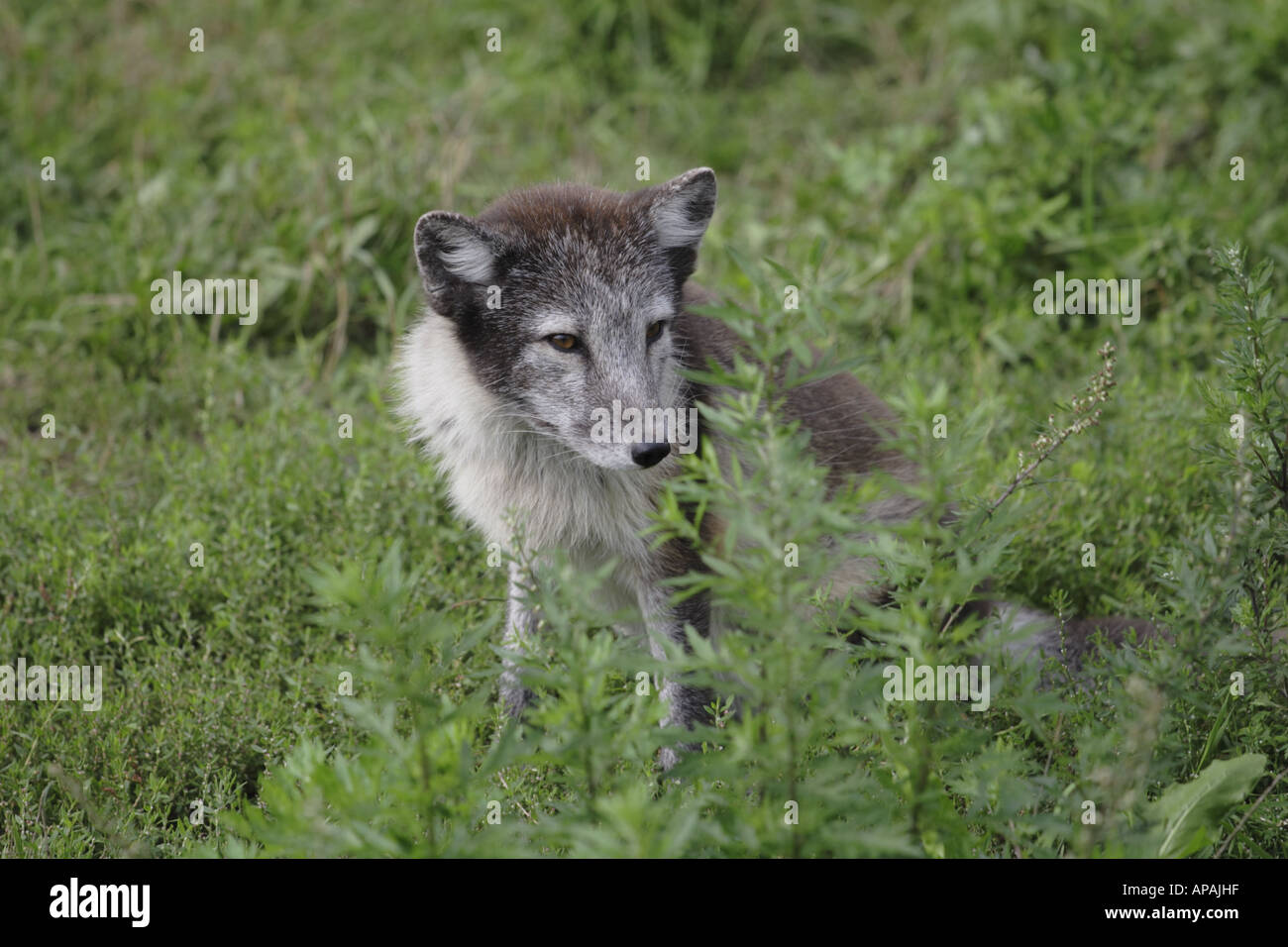 Small arctic fox Alopex lagopus standing alert in the grass Stock Photo ...
