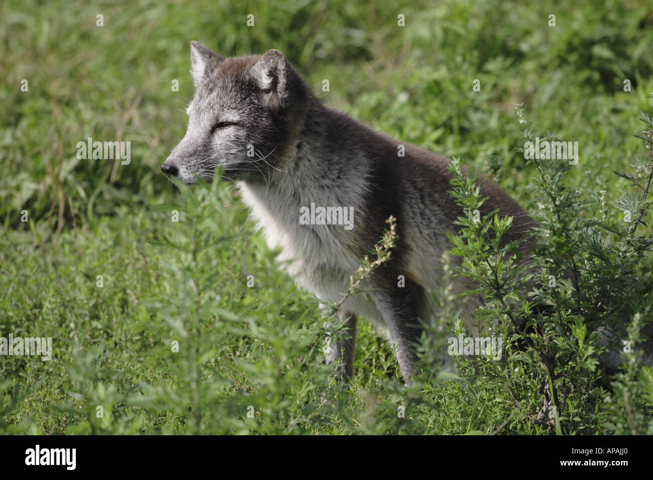 Small arctic fox Alopex lagopus standing alert Stock Photo - Alamy