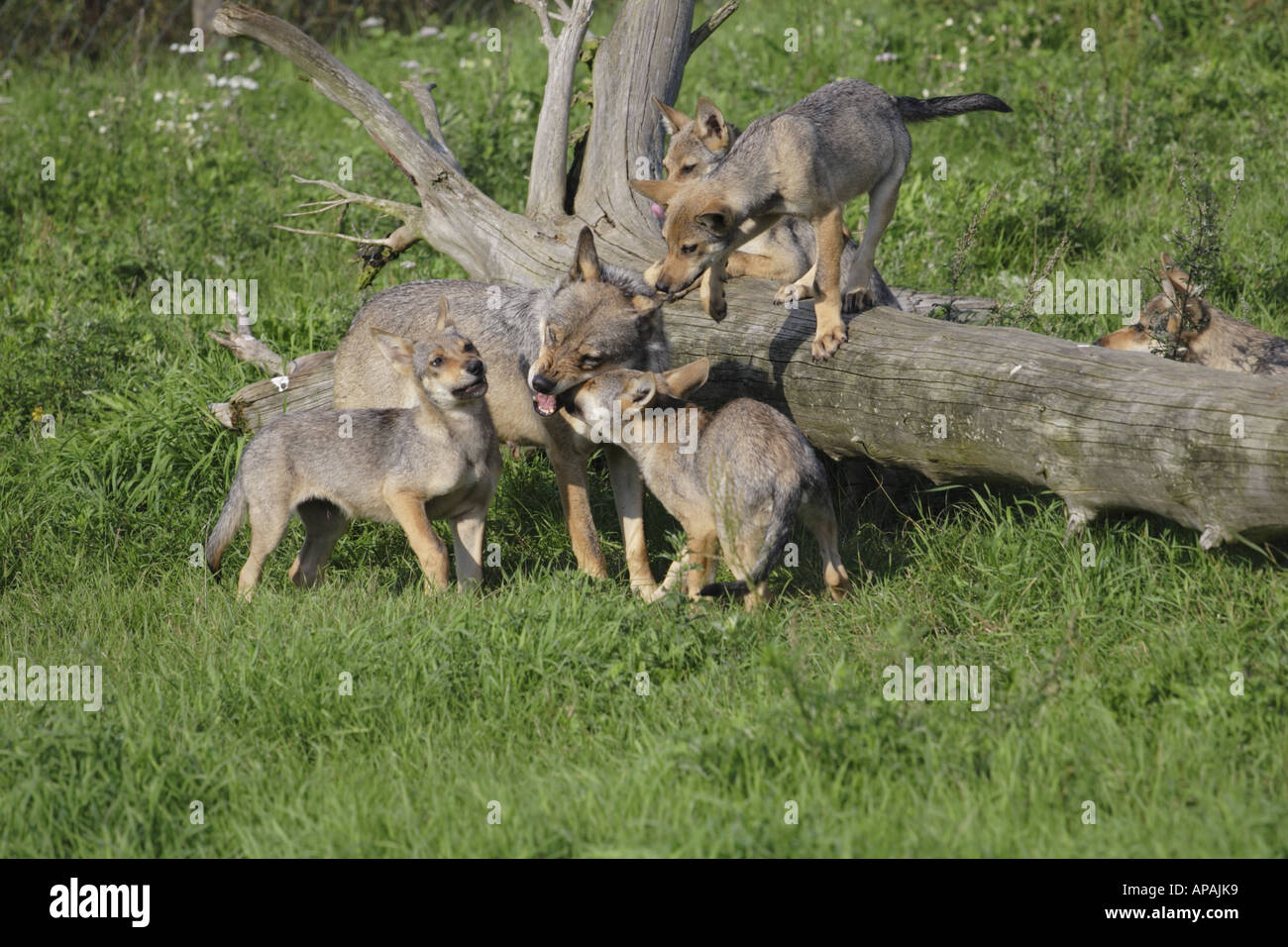Wolves biting hi-res stock photography and images - Alamy