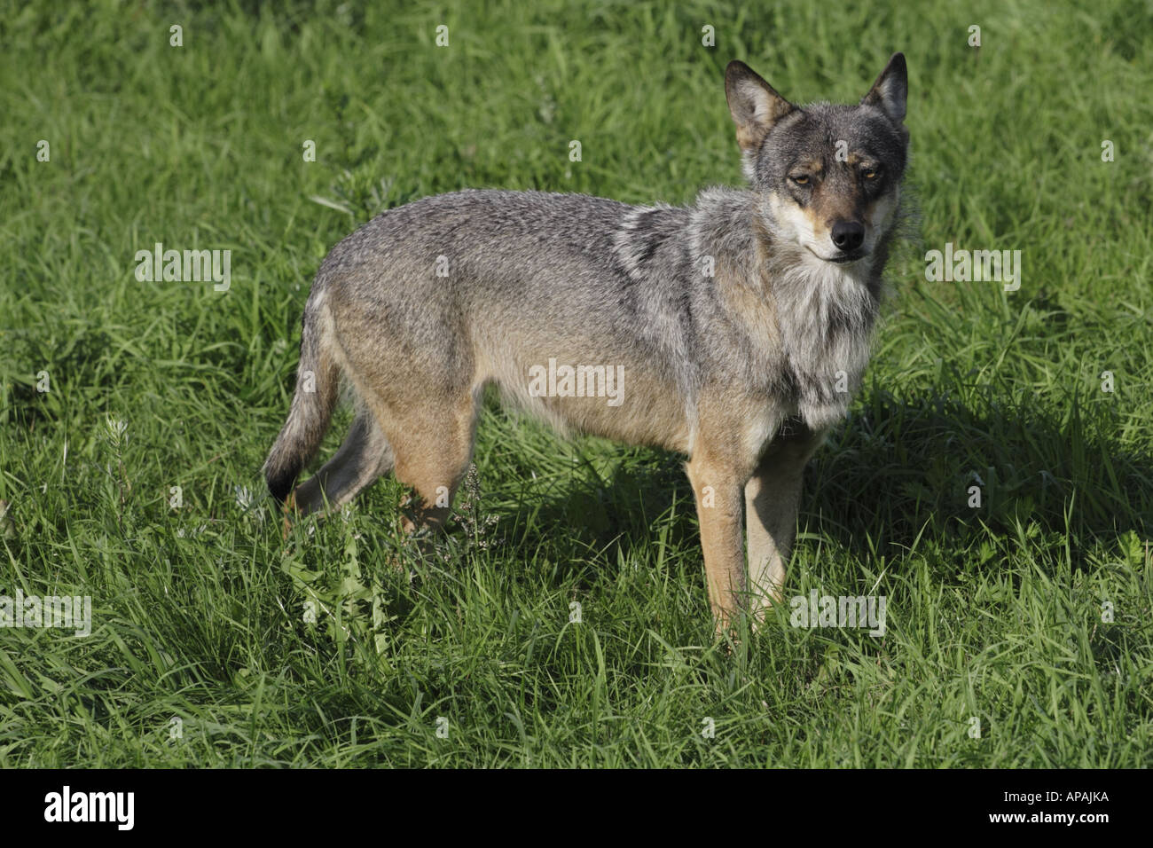 Nordic wolves hi-res stock photography and images - Alamy