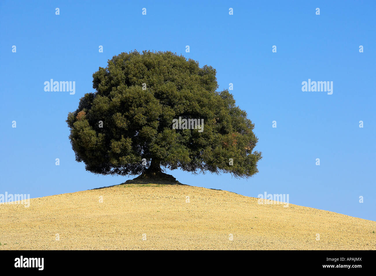 Quercus ilex italy hi-res stock photography and images - Alamy