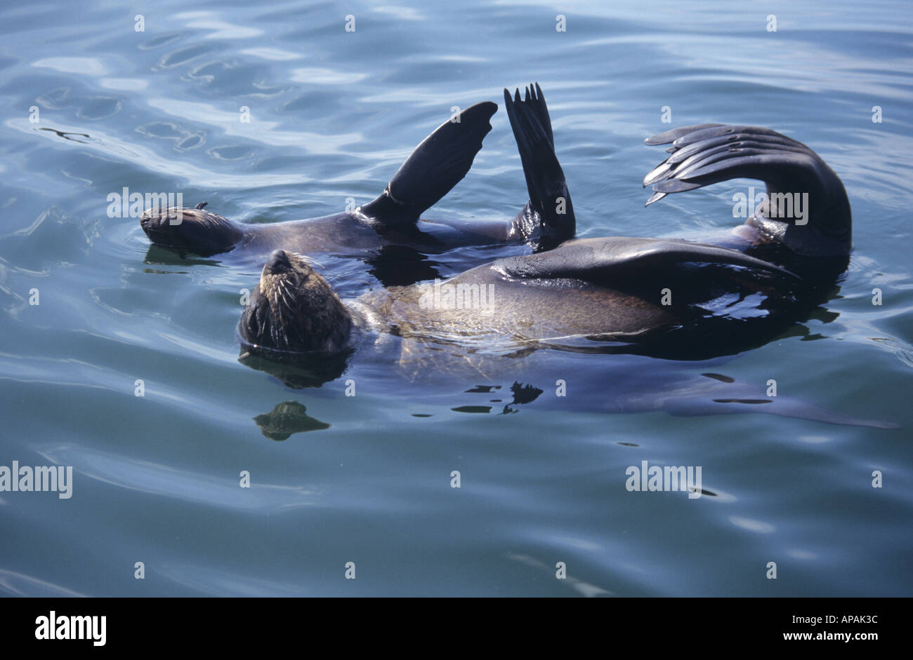 sea lion relaxing in Cape town harbour floating around on her back with ...