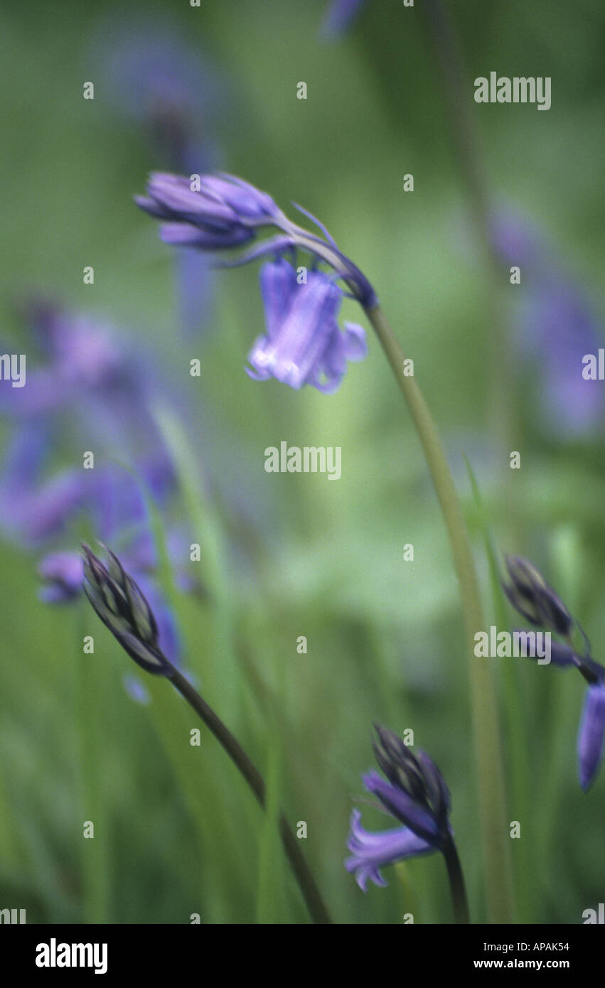 bluebells in the the breeze Stock Photo - Alamy