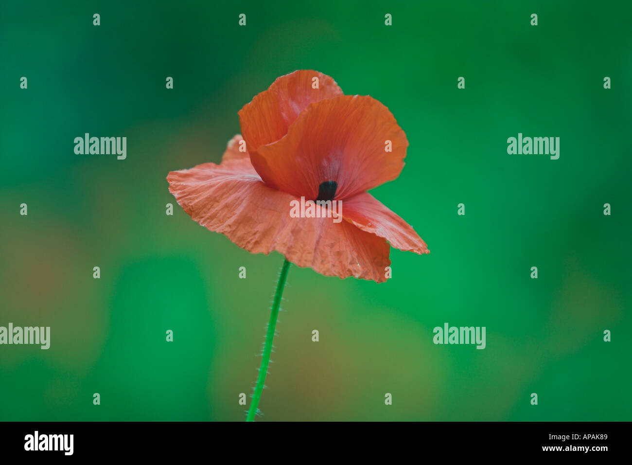 A single poppy Stock Photo - Alamy